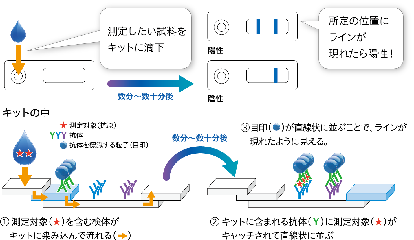 イムノアローTM SARS-CoV-2の開発｜事業を通じた貢献｜サステナビリティ｜東洋紡